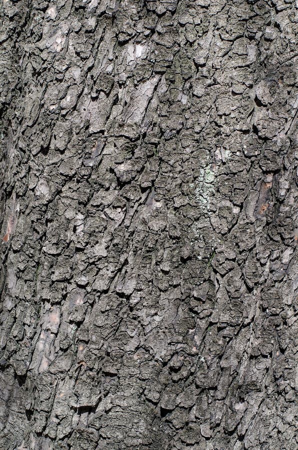 Dark Brown Bumpy Natural Old Outer Bark of Chestnut Stock Photo - Image ...