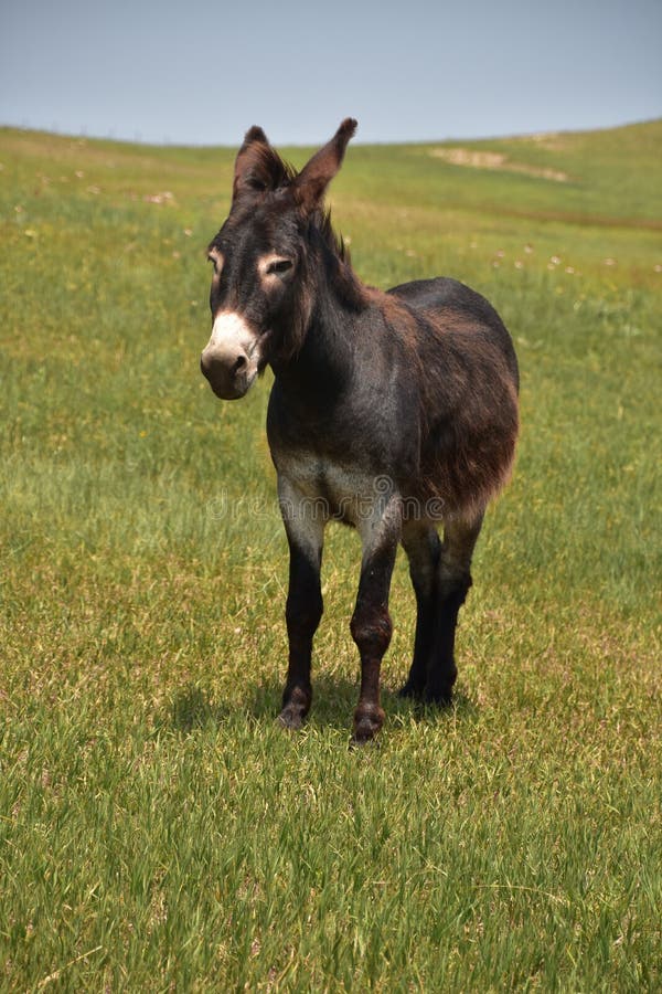 Dark Brown Burro Standing in a Large Field Stock Photo - Image of wild ...