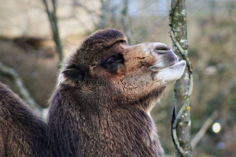 Dark Brown Camel Chewing Hay Stock Photo - Image of chill, cute: 127152116