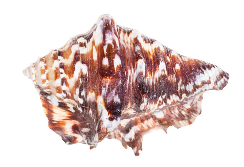 Dark Brown Conch of Muricidae Mollusk Isolated Stock Image - Image of ...