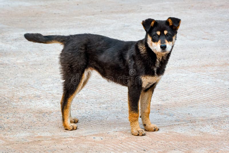 A dark brown dog staring stock image. Image of carnivore - 207341967