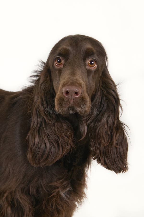 846 Kennel Family Photos - Free & Royalty-Free Stock Photos from Dreamstime