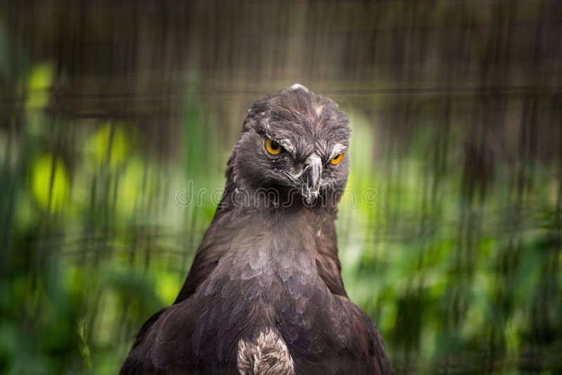 Dark brown hawk stock image. Image of horizontal, habitat - 213636205