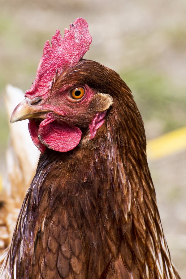Dark brown hen stock image. Image of farming, farmyard - 39790553