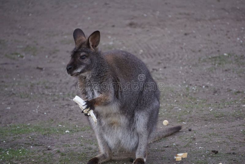Dark Brown Kangaroo Holding a Piece of Lettuce and Chewing on a Field ...