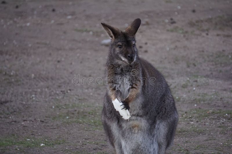Dark Brown Kangaroo Holding a Piece of Lettuce and Chewing on a Field ...