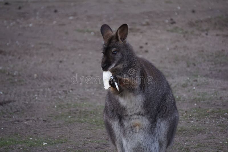 Dark Brown Kangaroo Holding a Piece of Lettuce and Chewing on a Field ...