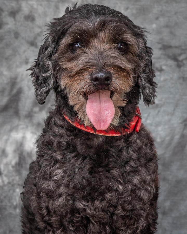 A dark brown Labradodle stock image. Image of breed - 240917781