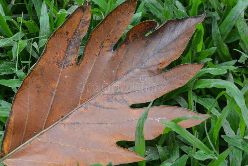 Dark Brown Leaves Fall on the Green Grass Stock Image - Image of ...