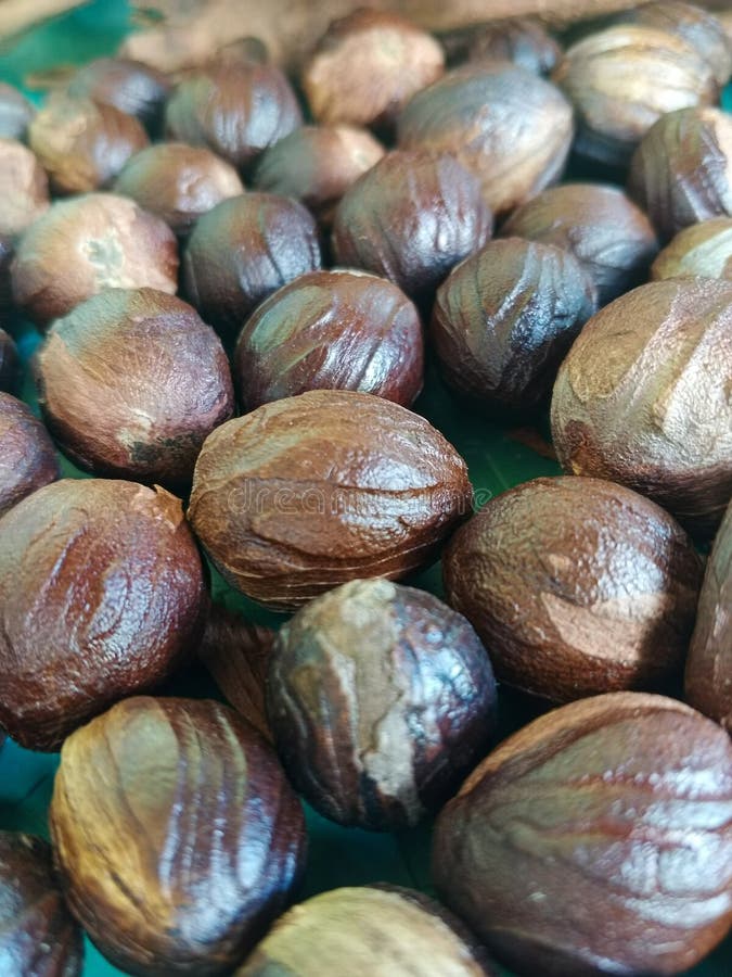 Dark Brown Nutmeg Seeds Drying Naturally Under the Sun Stock Photo ...
