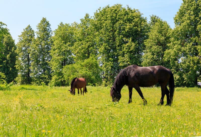 Dark Brown Percheron Horse and Warmblood Horse are Grazing in a Meadow ...