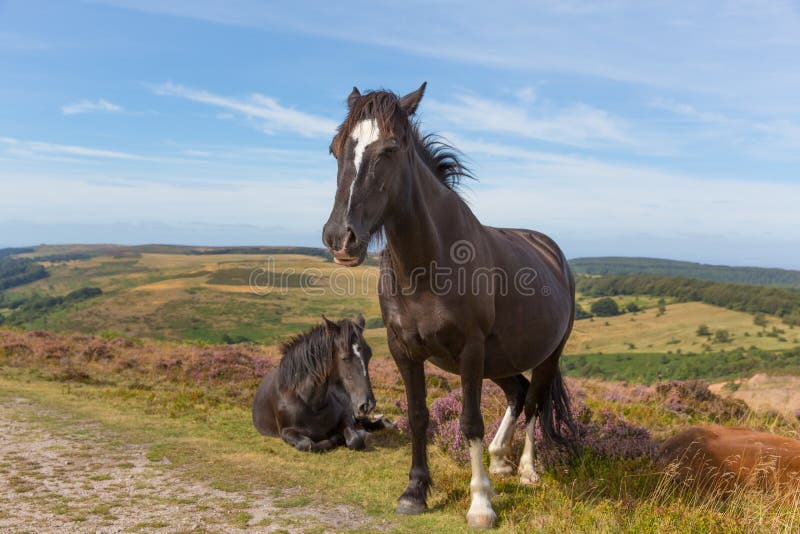 Dark Brown Ponies and Purple Heather Stock Photo - Image of horse ...