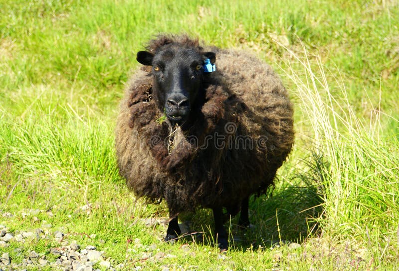 Dark Brown Sheep on a Grass Field in Iceland Stock Photo - Image of ...
