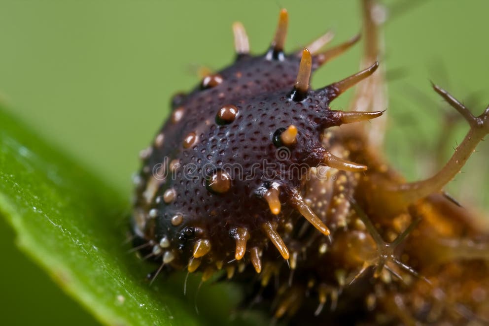 Dark Brown, Spiny Caterpillar Stock Image - Image of thorny, crawl ...
