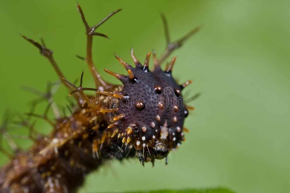 Dark Brown, Spiny Caterpillar Stock Photo - Image of nature, black ...