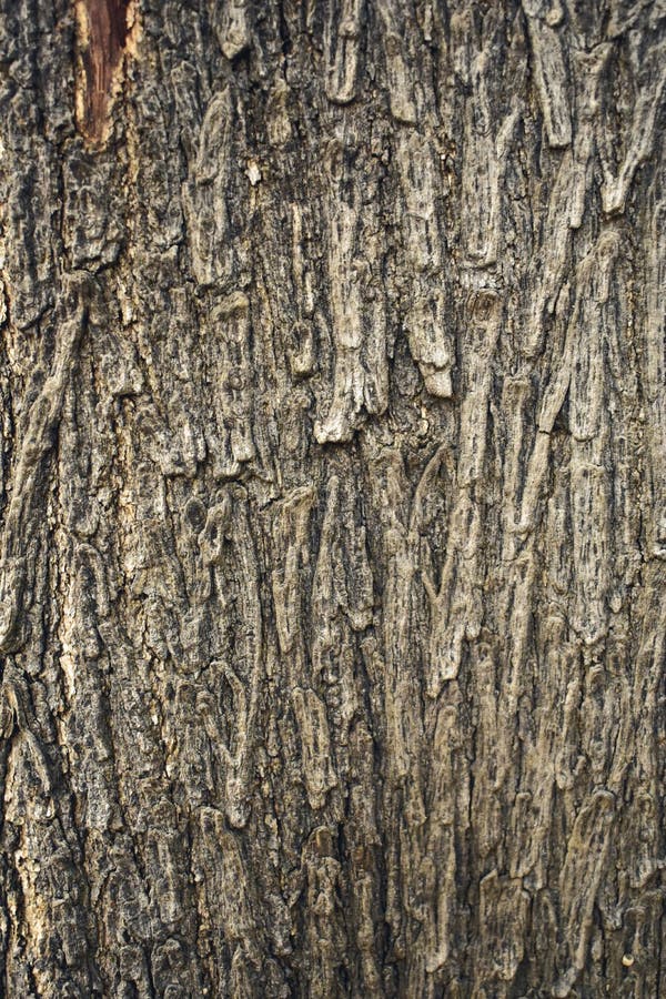 Dark Brown Tree Bark Texture Stock Image - Image of life, forest: 48948969
