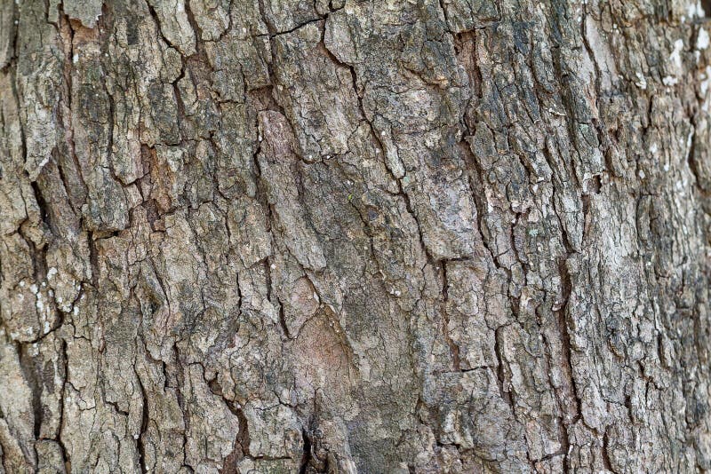 Dark Brown Tree Bark Texture Stock Photo - Image of tree, wood: 53986646