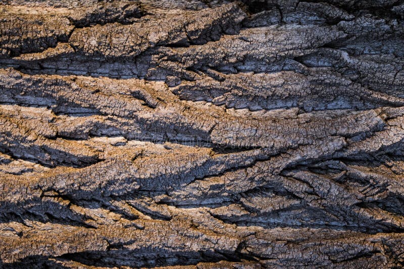 Dark Brown Tree Bark Texture Stock Image - Image of clear, dark: 48948985