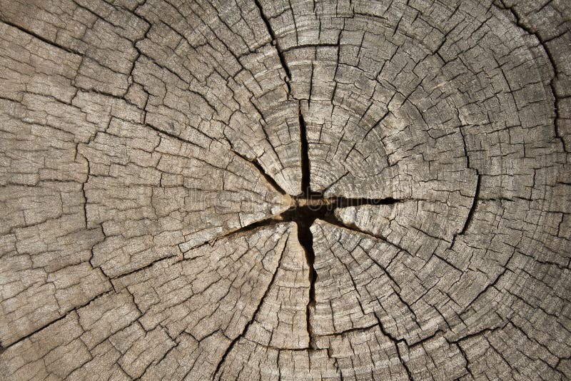 Dark brown tree stump stock photo. Image of bark, aging - 20433496