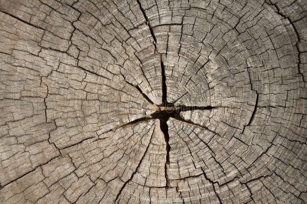 Dark brown tree stump stock photo. Image of bark, aging - 20433496