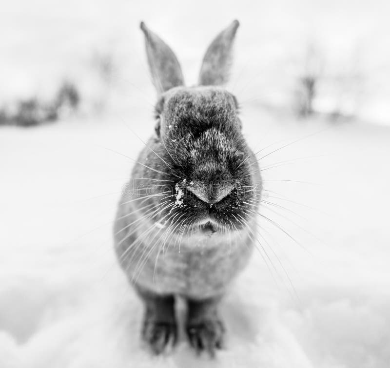 Dark Brown Typical Icelandic Rabbit Head-on with the Ground Completely ...