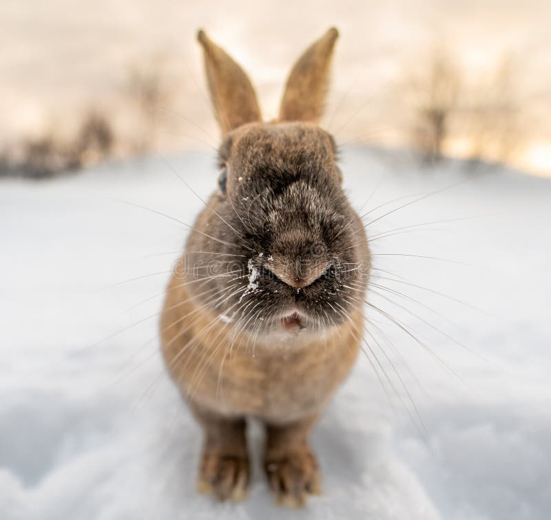103 Norway Rabbit Stock Photos - Free & Royalty-Free Stock Photos from ...
