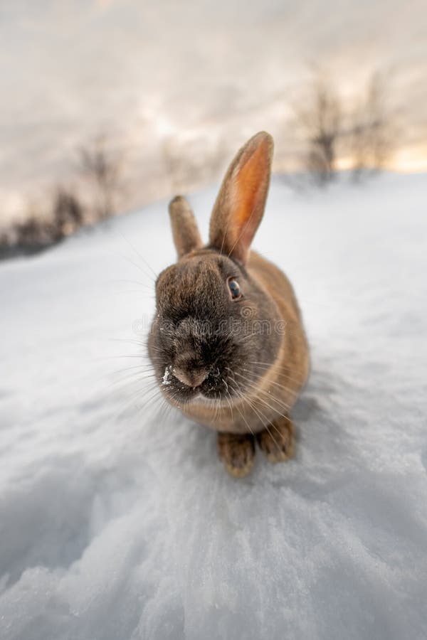 103 Norway Rabbit Stock Photos - Free & Royalty-Free Stock Photos from ...