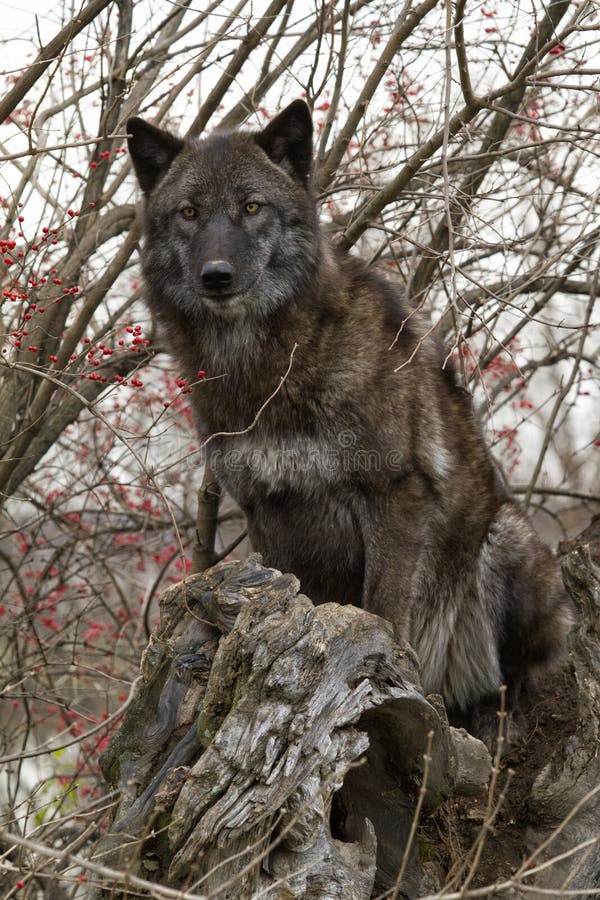 Wolf stock image. Image of snout, outside, scary, grey - 24563227