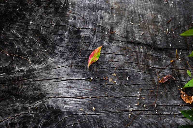 Dark and Burned Trunk Texture with Leaves and Dry Branches. Aged and ...