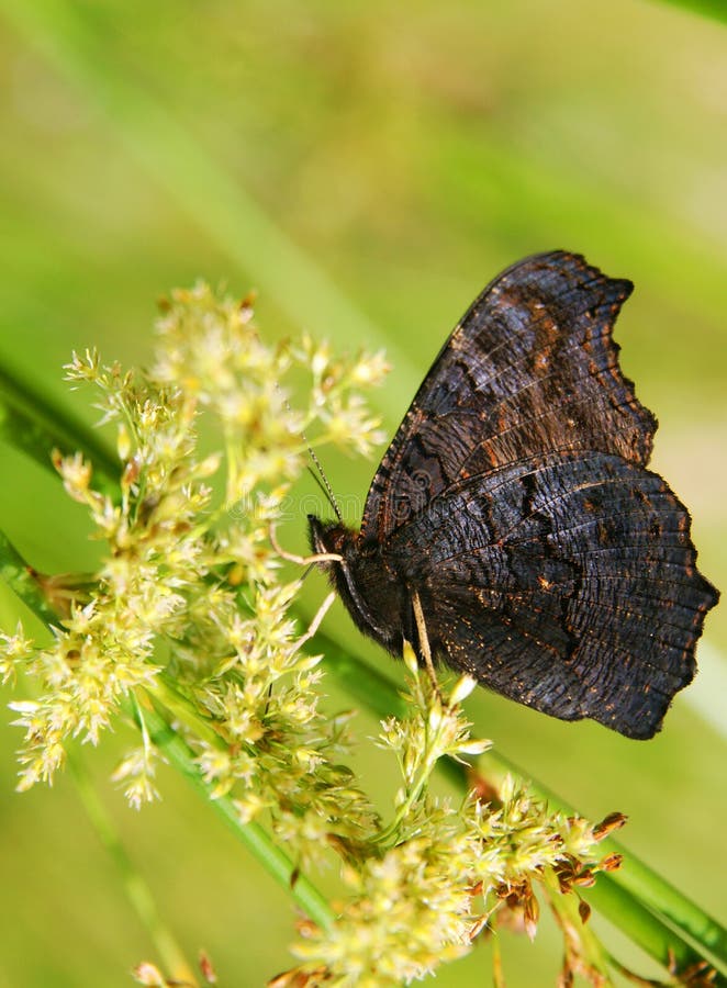 Dark butterfly stock photo. Image of leaf, lemon, macro - 11573538