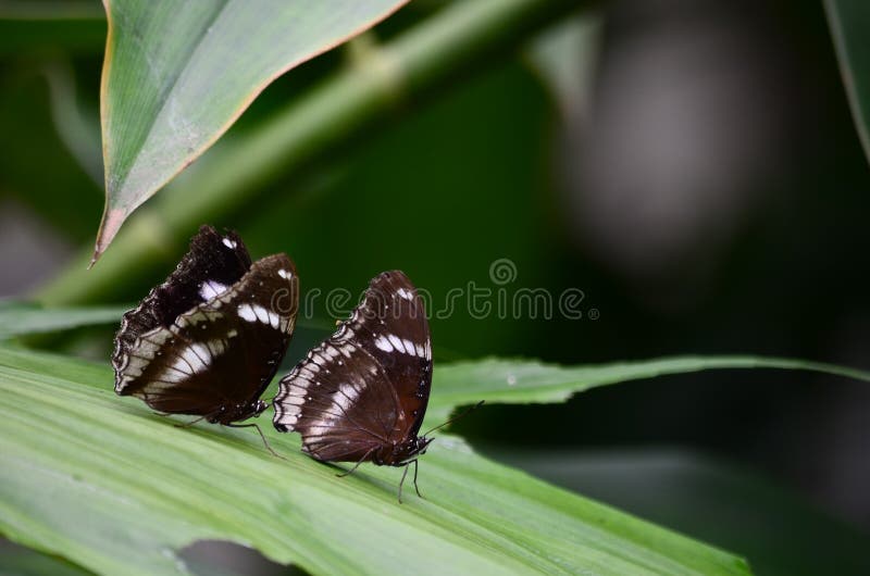 Dark Butterfly Peaches on the Leaf Stock Photo - Image of leaf ...
