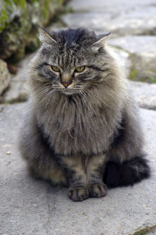 Dark Cat in the Garden in Utaly Stock Photo - Image of animal, animals ...