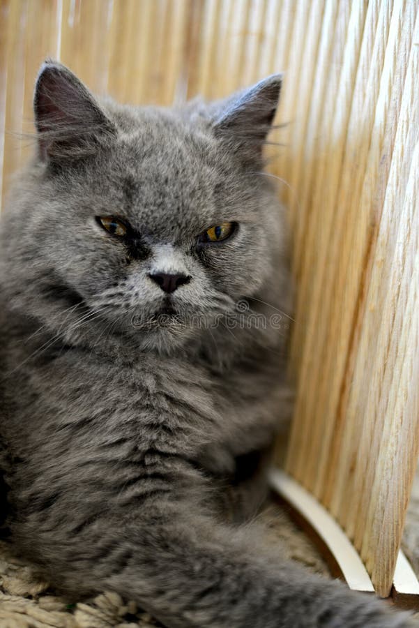 Dark cat stock photo. Image of domestic, haired, grey - 51948208