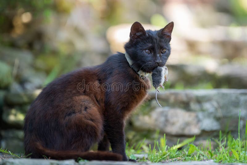 Cat Playing with a Dead Mole Stock Photo - Image of hungry, mole: 118211946