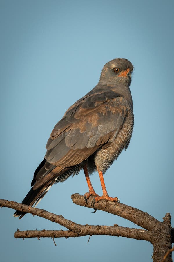 Dark Chanting-goshawk on Bare Branch Eyeing Camera Stock Photo - Image ...