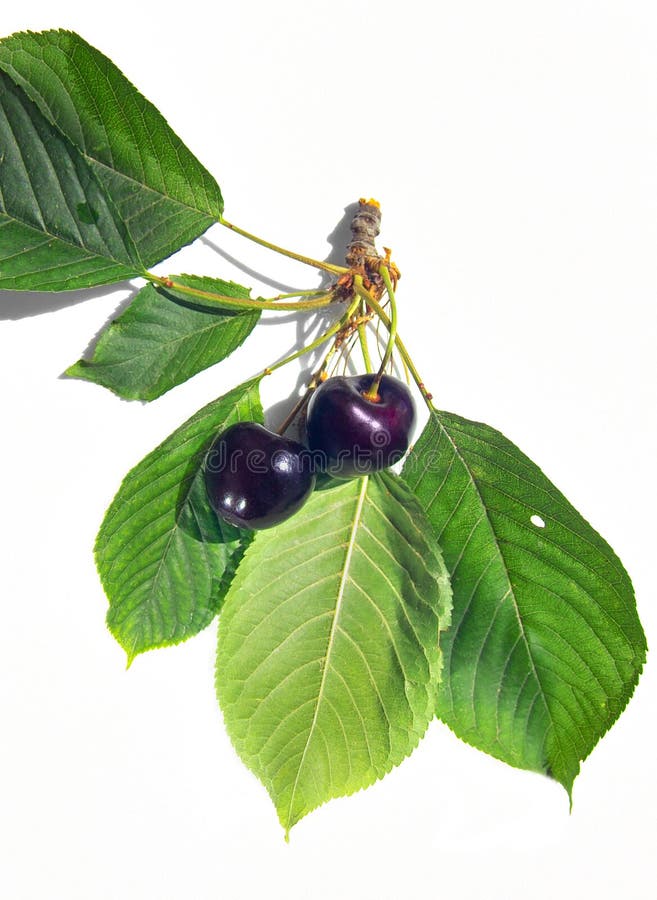 Cherries stock image. Image of sweets, eating, cherry, isolated - 216197
