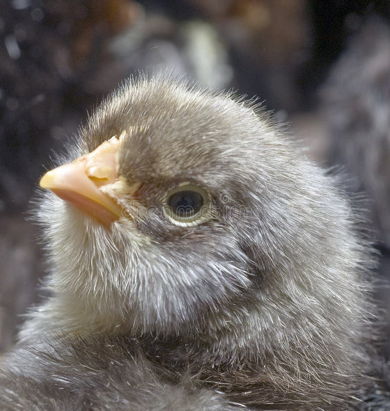 Dark Chicken Picture. Image: 9803195