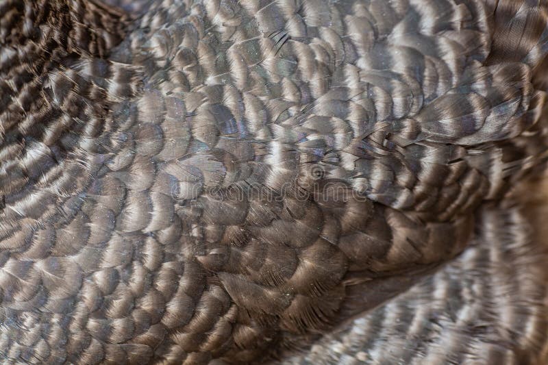 Dark Chicken Feather Texture Background, Bird Close Up Pattern Stock ...