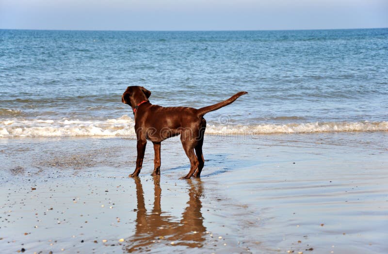Dark Chocolate Labrador Retriever Stock Image - Image of family, view ...