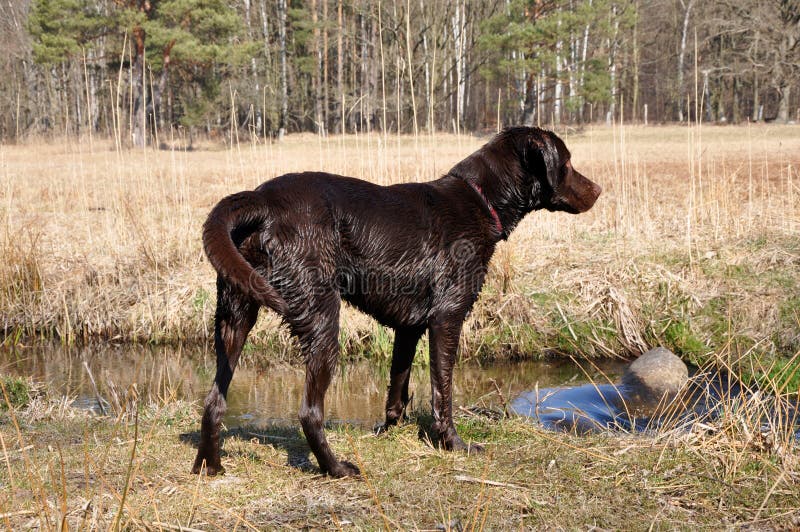 Dark Chocolate Labrador Retriever Stock Photo - Image of forest, coat ...