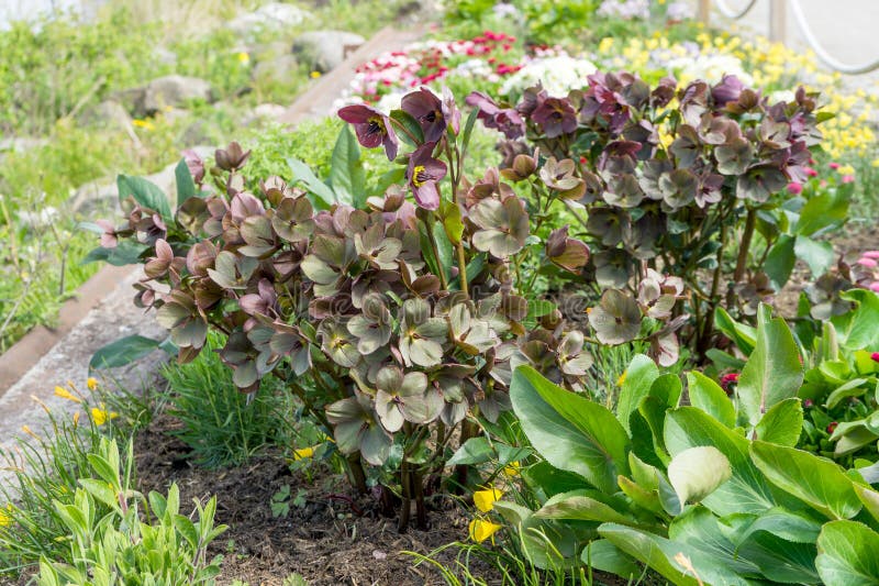 Christmas Rose in the Flower Bed in Spring Stock Image - Image of dark ...