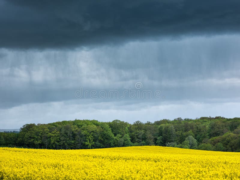 Dark Clouds and Heavy Rain Over Field of Rapeseed Stock Image - Image ...