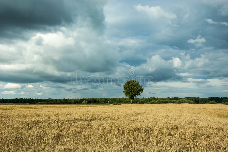Dark Clouds Over a Field of Grain and a Single Tree in Front of Stock ...