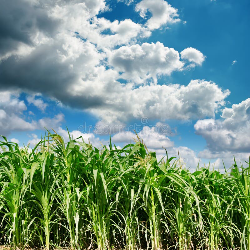 Dark Clouds Over Field with Maize Stock Image - Image of agronomy, crop ...