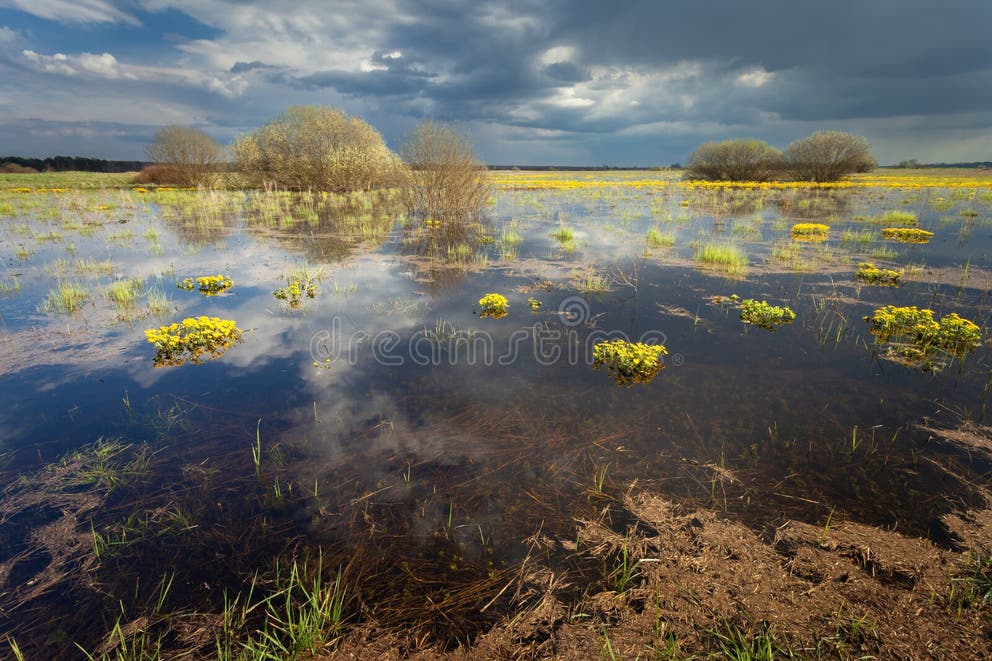 Dark Clouds Over the Marshes Stock Image - Image of water, cloudscape ...