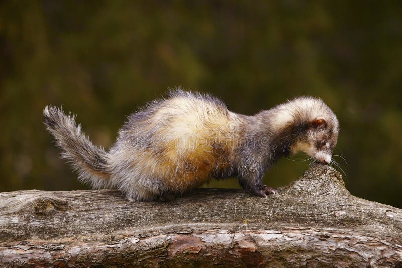 Dark Color Ferret Sitting on Tree and Enjoying Their Walk and Game in ...