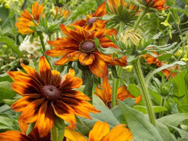 Dark color flowers 6 stock photo. Image of garden, close - 97823724