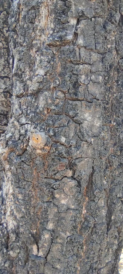 Dark Color Tree Texture Background. Stock Image - Image of cork, ground ...