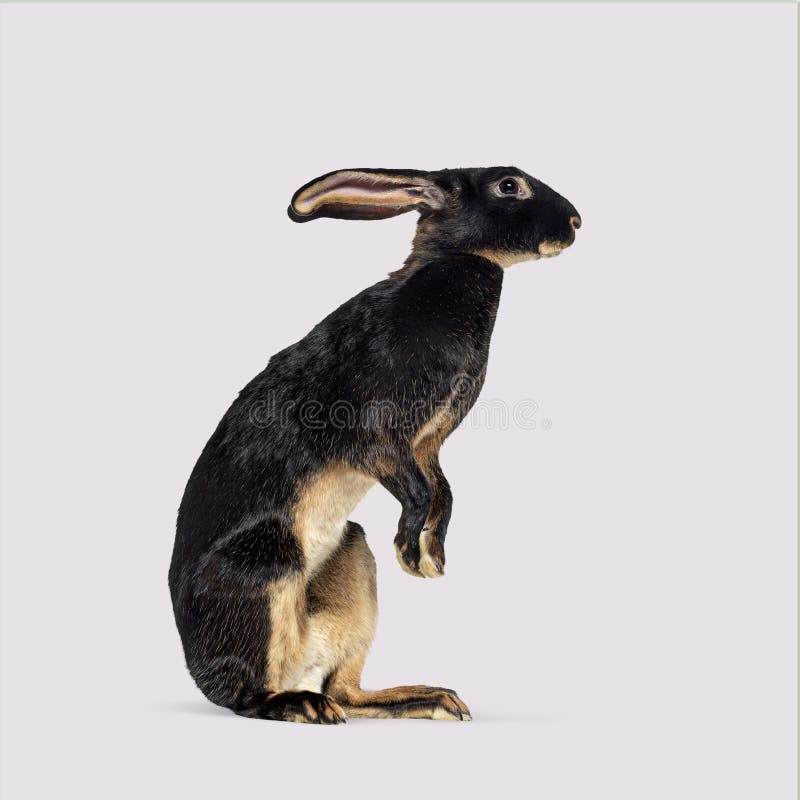 Dark Colored Hare Standing on Its Hind Legs Against a Colored ...