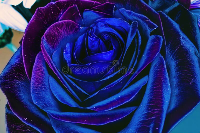A Dark Colored Rose with Other Plants Stock Image - Image of holiday ...